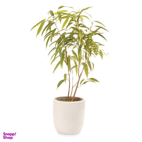 خرید و قیمت گلدان بنجامین آمستل