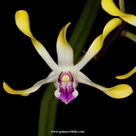 Exotic Dendrobium Species Orchids For Sale In India Order Online For