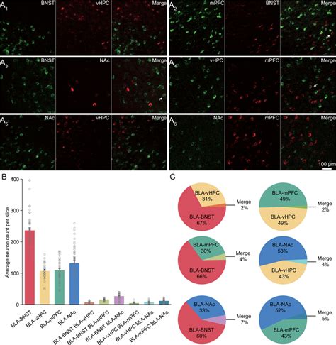 Neuron And Projection Specific Retrograde Transsynaptic Tracing Of Download Scientific Diagram