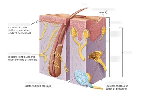 Dermis Diagram Quizlet