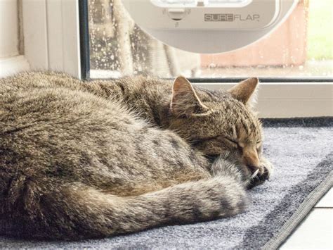 June Is National Microchipping Month Why Microchipping Is Important How It Can Make Your Life