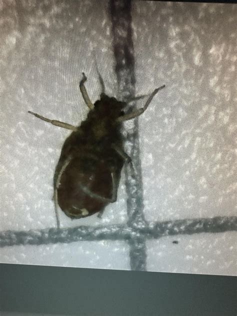 Aphid Identification Rwhatsthisbug