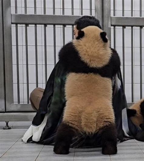 쌍둥이 판다 루이바오 후이바오 구별볍 인스티즈 Instiz 이슈 카테고리