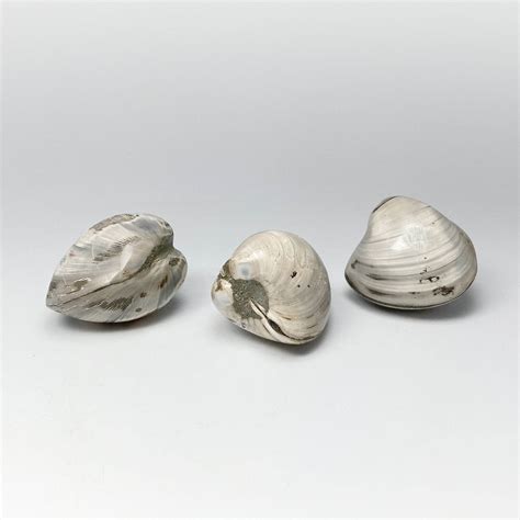 Clam Rocks And Gems Canada