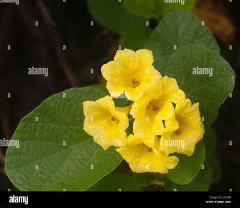 Yellow Cordia Cordia Lutea Flowers And Leaves Also Known As Yellow