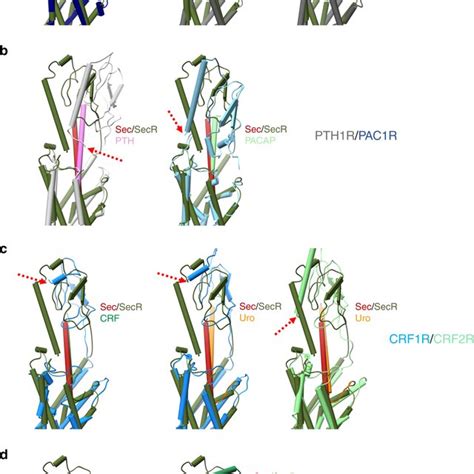 Comparison Of SecR And Other Class B GPCR Gs Coupled Active Download Scientific Diagram