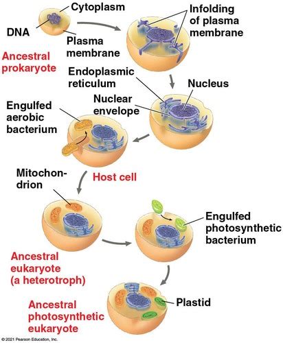 Chapter 5 Eukaryotic Cells And Microorganisms Flashcards Quizlet