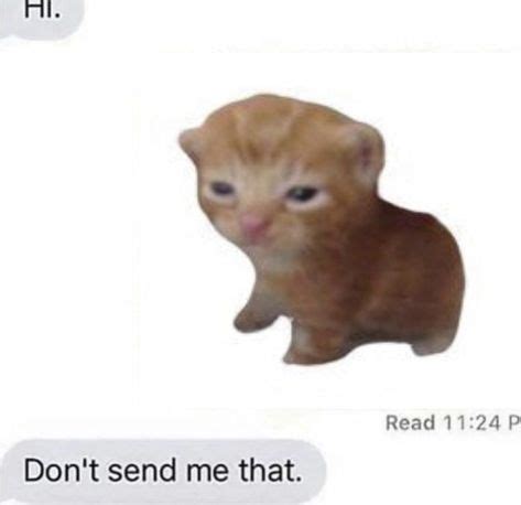Cat Memes No Text