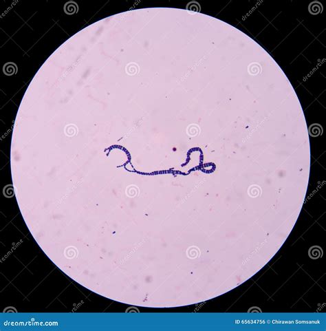 Gram Positive Cocci Stock Photo Image Of Biology Bacteriology
