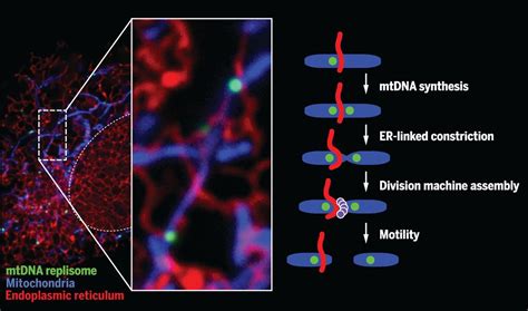 Scientists Learn How Mitochondrial Dna Replication Is Contro Cell And