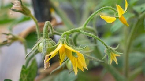 Determinate Vs Indeterminate Tomatoes Whats The Difference