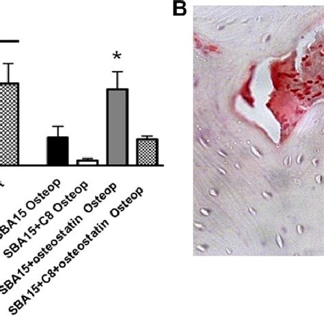 Runx2 Immunostaining In The Implant Bone Interface Within A Cavitary
