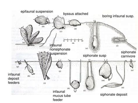 Ppt Mollusca Ii Bivalves Cephalopods Powerpoint Presentation Id5405791
