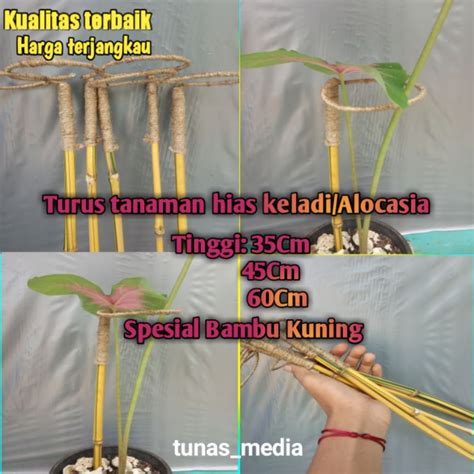 Jual Turus Tanaman Hias Keladi Turus Tiang Penyangga Tanaman Turus Bambu Kuning Shopee