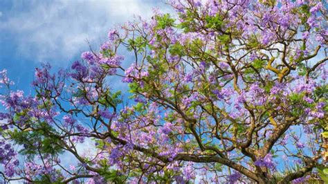 How To Plant Grow And Care For Jacaranda Tree Easily Planet Natural