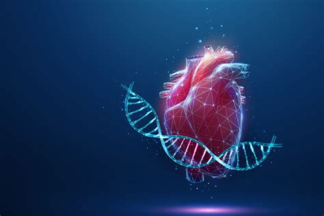 Sex Specific Genetic Differences Identified In Dilated Cardiomyopathy Imperial News Imperial