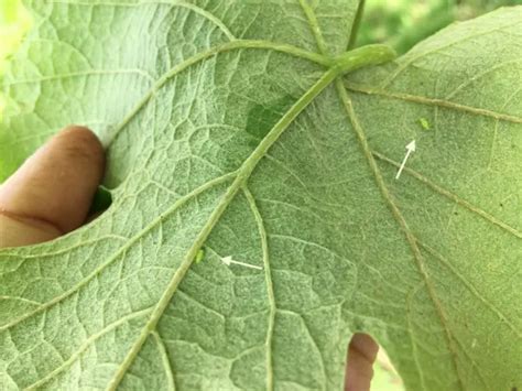 How Do You Get Rid Of Potato Leafhopper