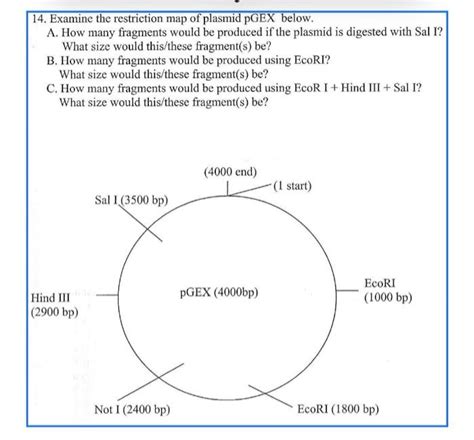 Solved 14 Examine The Restriction Map Of Plasmid Pgex
