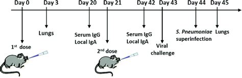 The Scheme Of Experimental Setup For Mouse Study Download Scientific Diagram