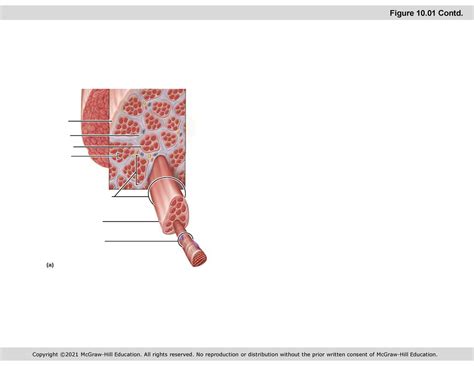 Lab 10a And 10b Practice Figures Perimysium Endomysium Muscle Fiber