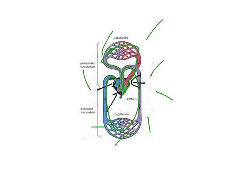 Turtle Circulatory System