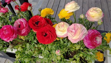 이쁜꽃 라넌큘러스 라난큘러스 키우기 구근 씨앗 번식 예쁜 꽃말 꽃다발 4월 5월 봄에 피는꽃 네이버 블로그