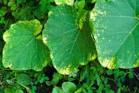 รูปภาพMildew – เลือกดูภาพถ่ายสต็อก เวกเตอร์ และวิดีโอ40,859 | Adobe Stock