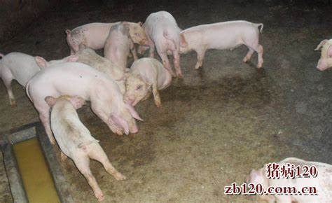 猪中毒有什么症状？教你几招诊断猪中毒