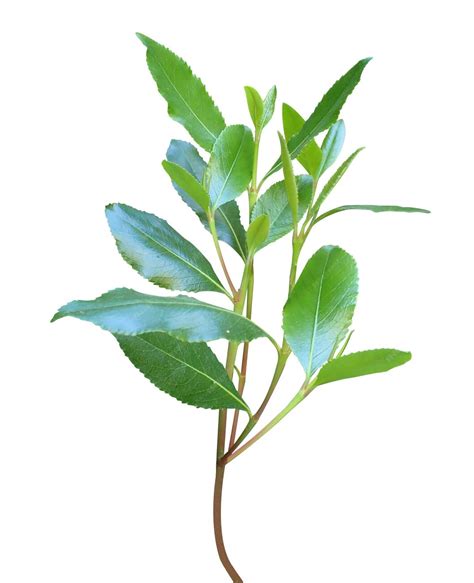 Khat Qat Jimaa Qaad Jaat Ou Khaad Contient Lalcaloïde Cathinone Photo Premium