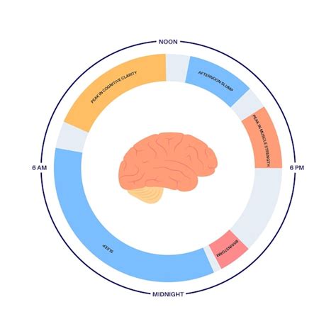 Premium Vector Sleep Wake Cycle