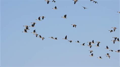 큰기러기떼 소리 Youtube