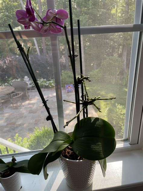 Orchid Propagation Beginner R Orchids