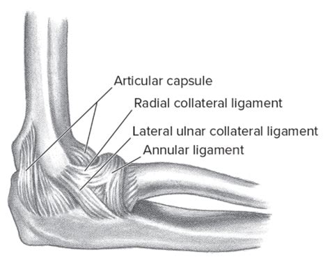 Muscles Of The Elbow Joint Movement Flashcards Quizlet
