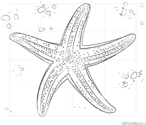 How To Draw A Starfish Step By Step Drawing Tutorials Starfish Drawing Drawing Tutorial