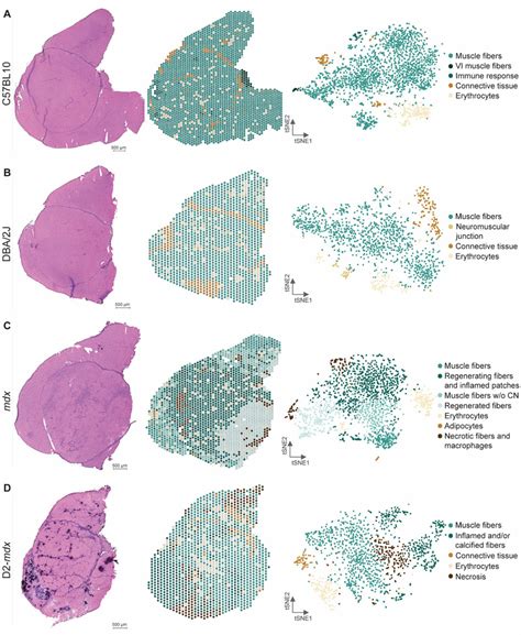 Characterizing Muscle Tissue In Dmd And Wt Mouse Models Using Spatial Download Scientific