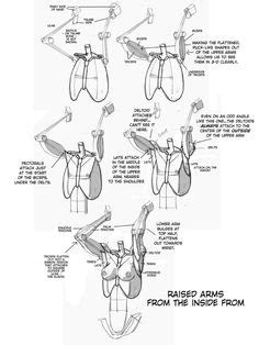Pelvis Anatomy Gesture Drawing Poses Rib Cage Drawing