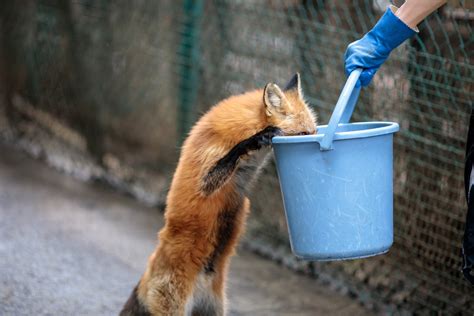 Лиса лис лисы лиска лиса ведро живность фэндомы