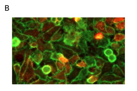 Fluorescent Glycan Labeling And Detection Randd Systems