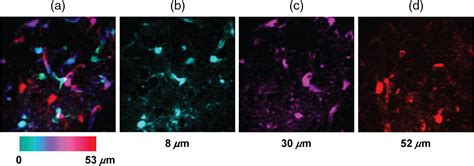 Deformable Mirror Based Axial Scanning For Two Photon Mammalian Brain Imaging