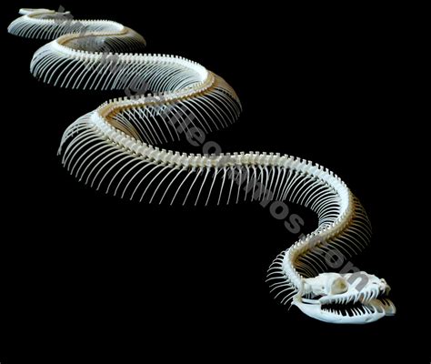 Python Molurus Bivittatus Juvenile Skeleton N1 Galileo Ramos Art