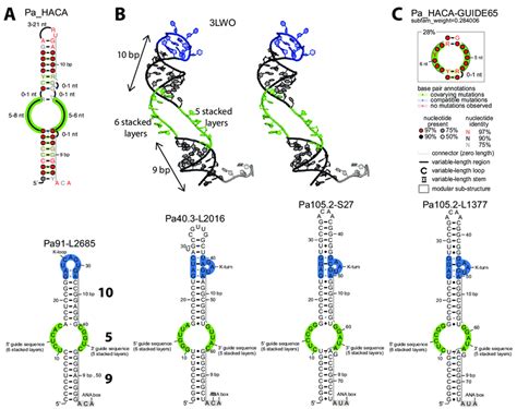 Structurefunction Model Of Haca Guide Rnas In Pyrococcus Abyssi A Download Scientific