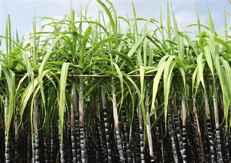 China Approves Imports Of Genetically Modified Sugarcane Traits
