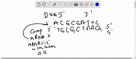 SOLVED A Write The Sequence Of The MRNA Molecule Synthesized From A DNA Template Strand Having