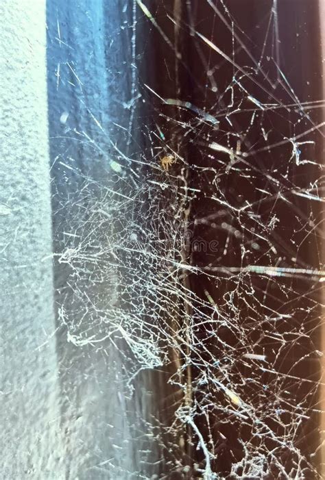 Triangle Horror Cobweb Or Spider Web Shallow Dof Stock Photo Image