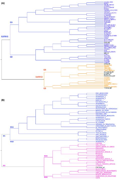 Dendrogram A Of The Apulian Apricot Collection Based On Genetic