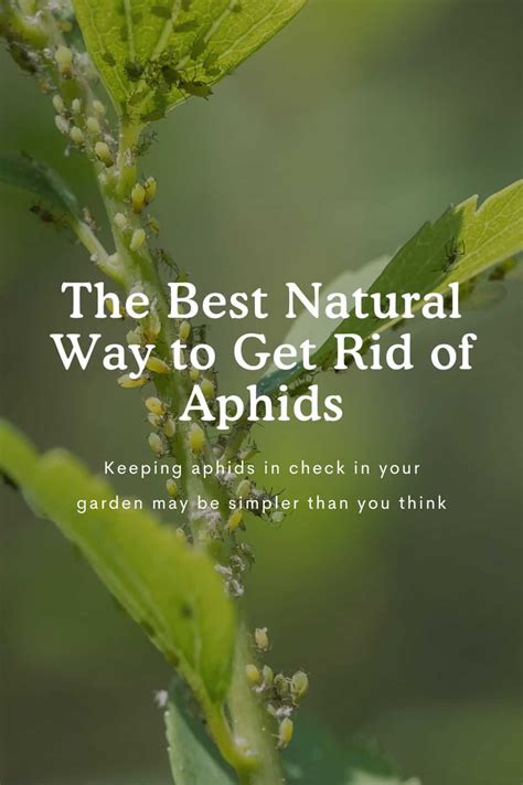 The BEST Natural Way To Get Rid Of Aphids Fresh Exchange