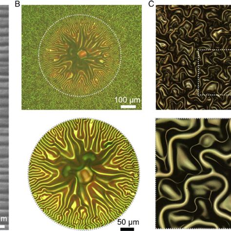 Dependence Of Buckling Structures Orientation On The Frame Edges In A