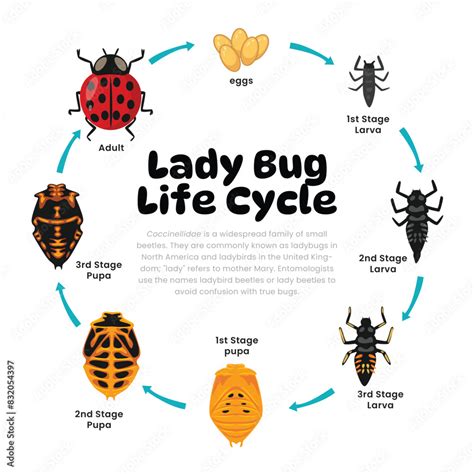 Lady Bug Life Cycle Diagram For Science Education Development Process Scheme Illustration