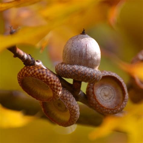 Quercus Rubra 5 Northern Red Oak Scioto Gardens Nursery