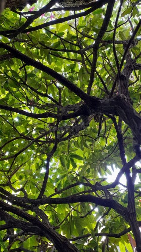 The Tree Branches Look Like Sports Objects Stock Image Image Of Objects Tree 297480719